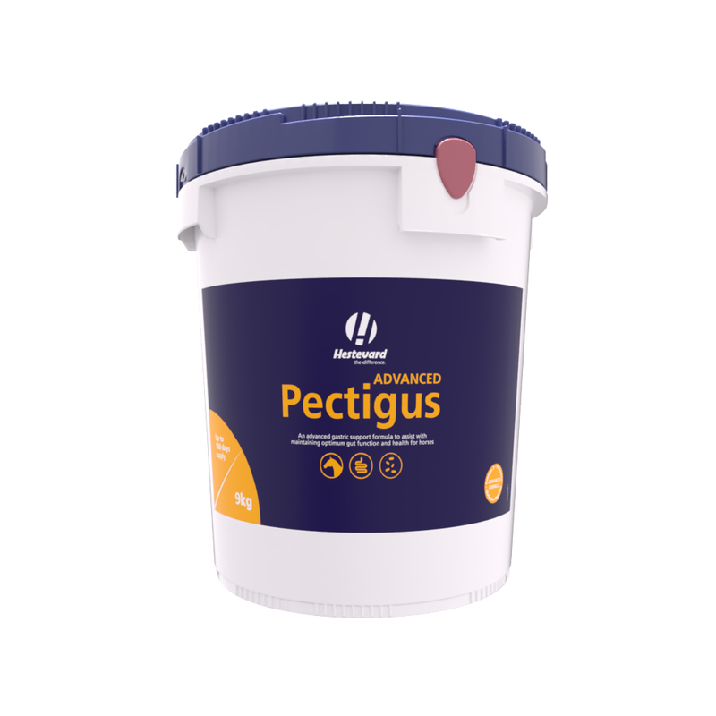 Hestevard Pectigus ADVANCED